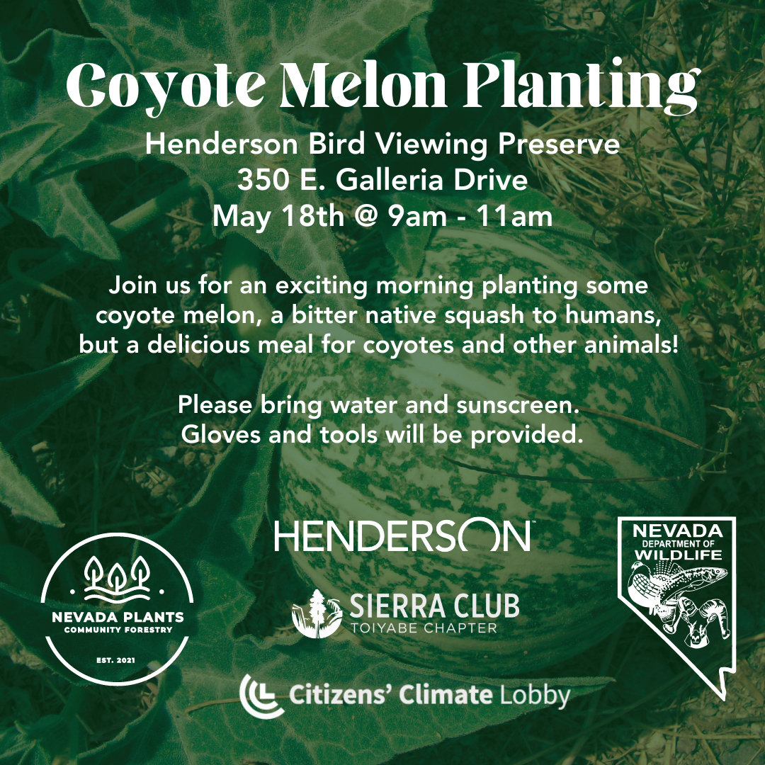 Coyote Melon Planting at Henderson Bird Viewing Preserve - Nevada Plants